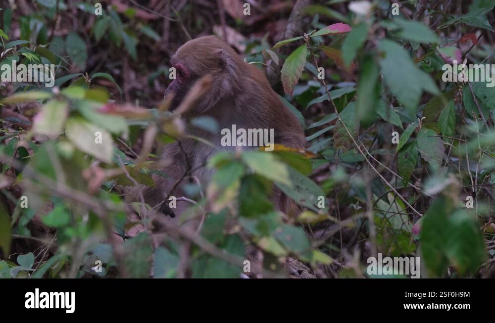 Sitting on a fallen log as seen in the thick of the forest while facing ...
