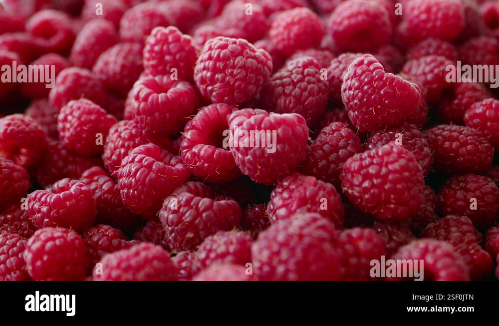 Beautiful ripe juicy many raspberry berry in large quantities on top ...