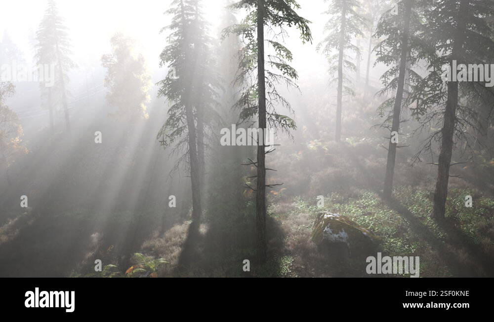 bright early morning forest in mountains Stock Video Footage - Alamy