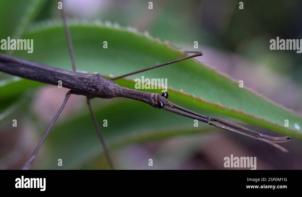 Pan across length of Water Stick Insect (Ranatra fusca Stock Video ...