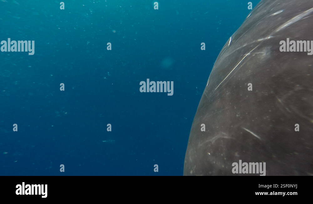 Newborn humpback whale cub swims next to mom underwater in Pacific ...