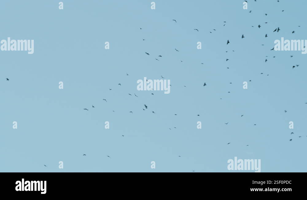 Flock of crows circling in the air, summer day Stock Video Footage - Alamy