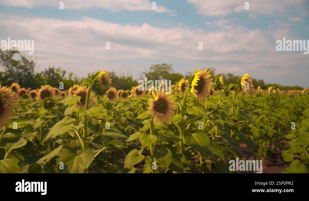 Sunflowerst field, ears of sunflowers swaying from the gentle wind ...