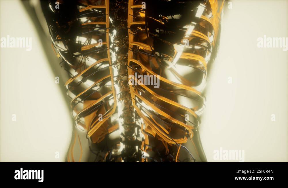 inspection of blood in the blood vessels of the circulatory system ...