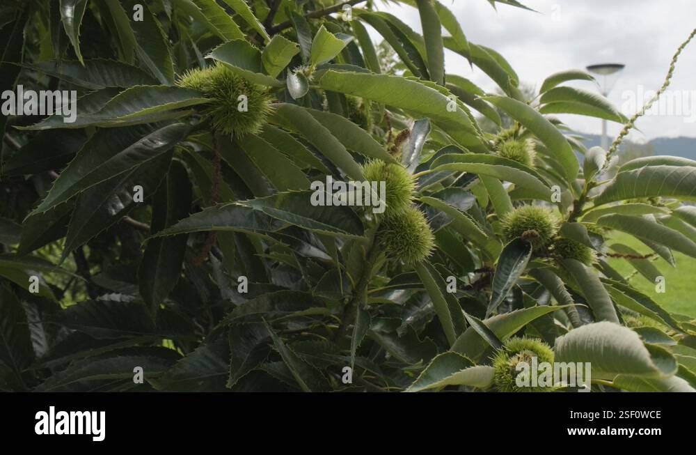 Close up dolly shot descending the length of a chestnut tree, raw green ...