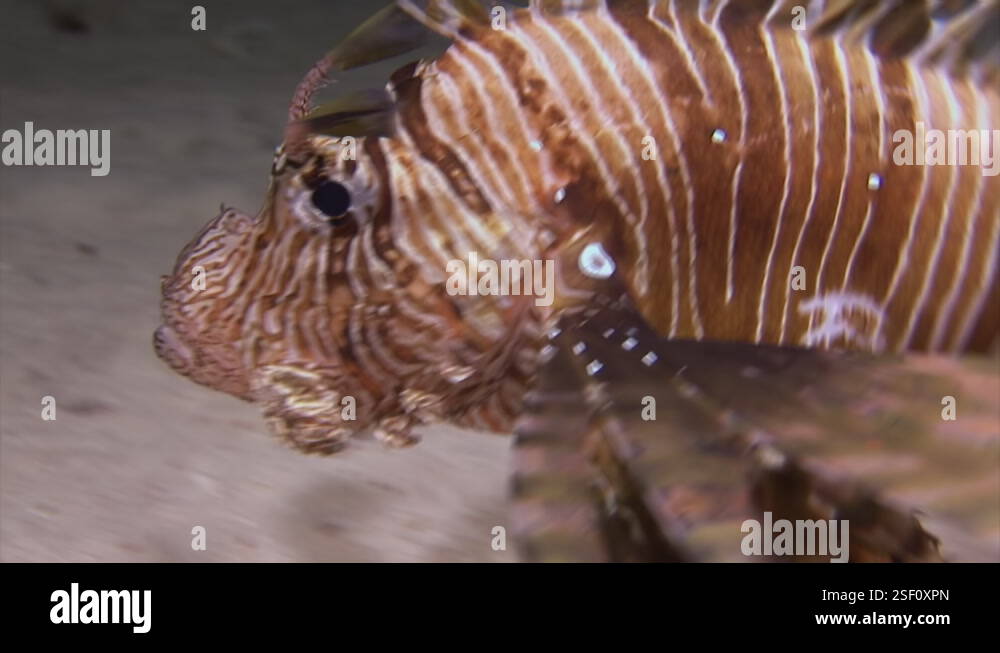 Scorpionfish lionfish on pink tropical coral Gorgonaria undewater of ...