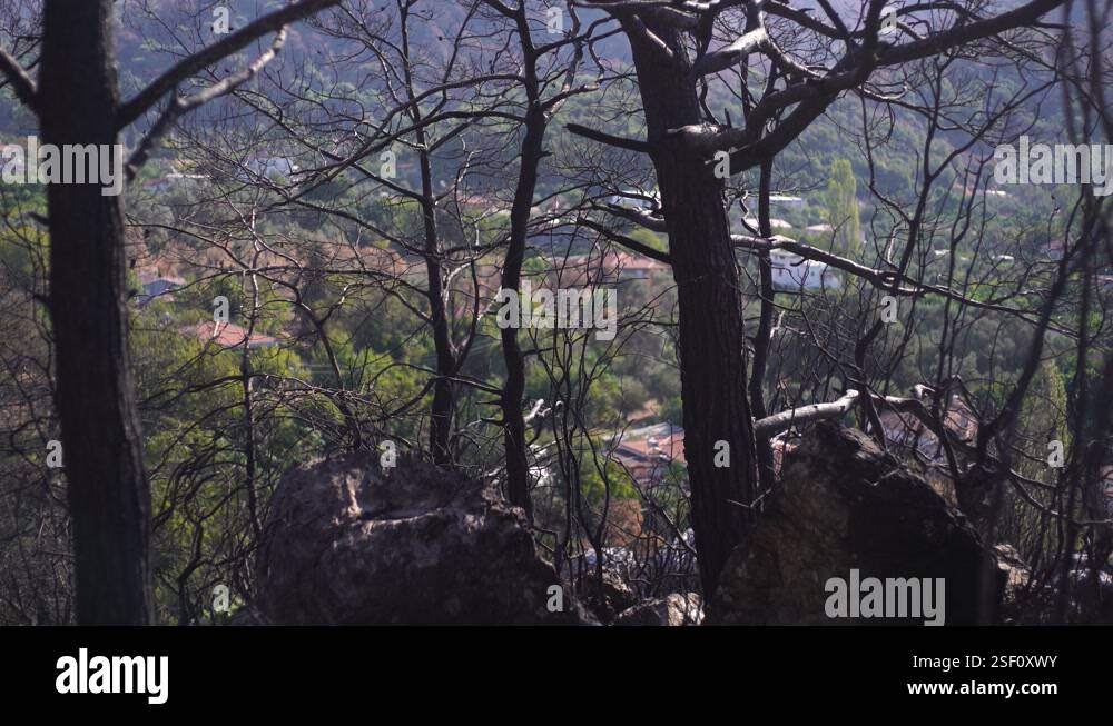 Roofs of houses of village seen behind burnt tree trunks Stock Video ...