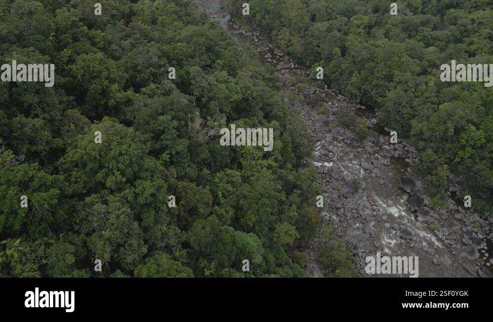 Densely Trees In Forest By The River At Mossman Gorge In Douglas Shire ...