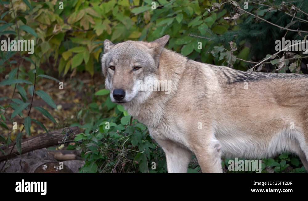 An ordinary wolf, close-up, in all its glory slow motion footage Stock ...