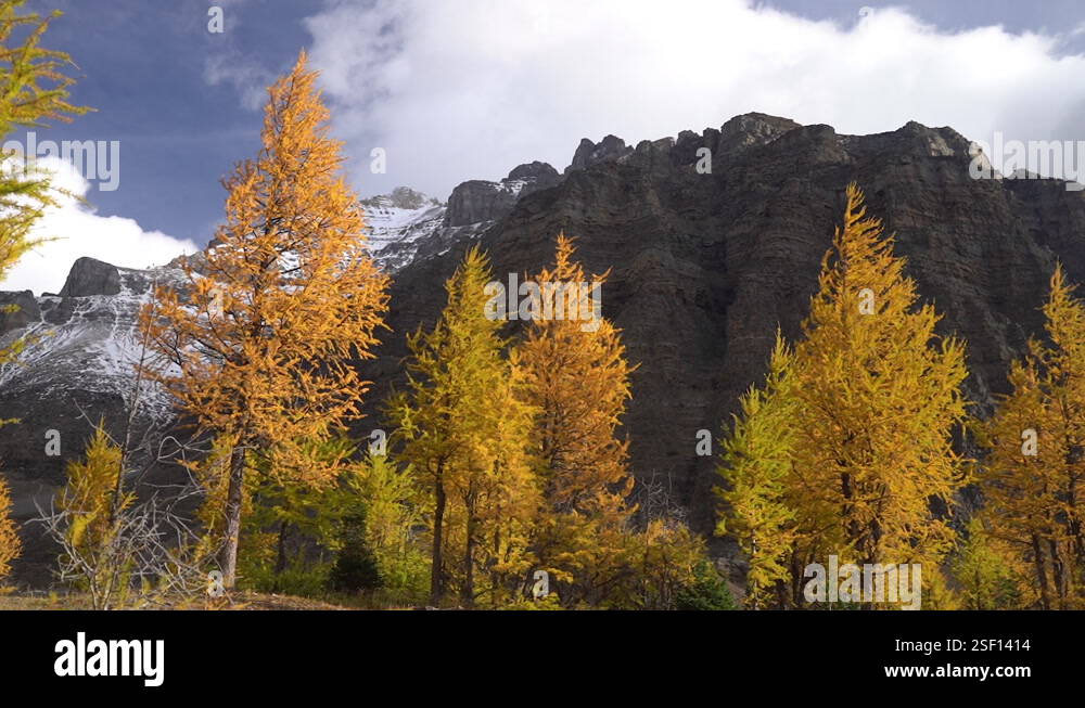 Aspen banff national park Stock Videos & Footage - HD and 4K Video ...