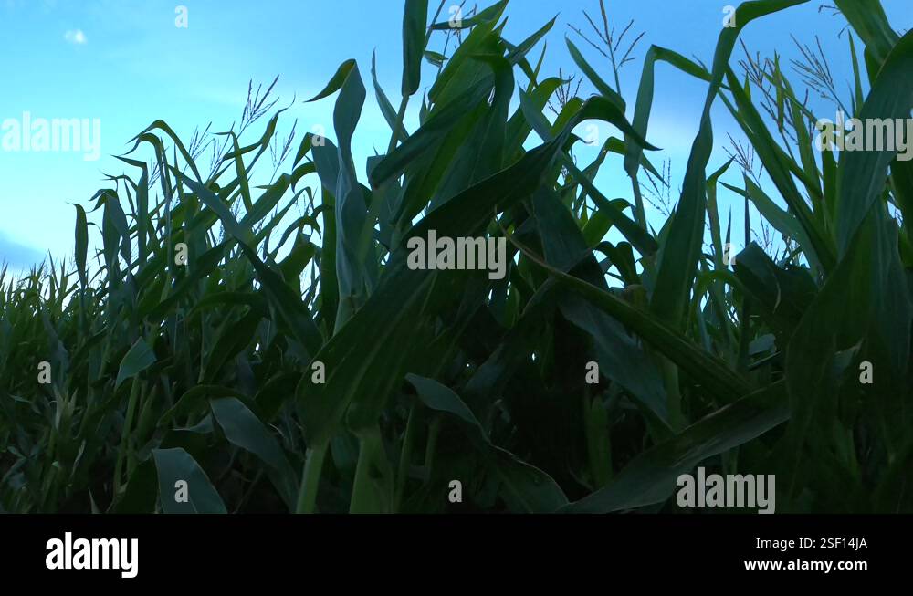 Corn Field Maze. Fall activity. POV action shot in 4K Stock Video ...