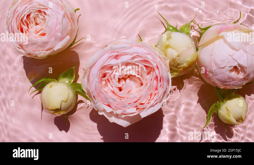 Pink rose flowers on water surface and falling water drops, waves on ...