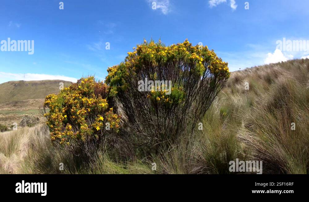 Vegetation and flora of the moorlands of the Andes in Rucu Pichincha ...