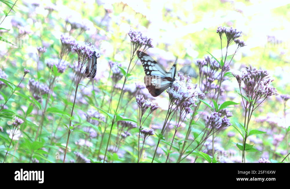 Parantica sita, the chestnut tiger butterflies feeding on nectar and ...