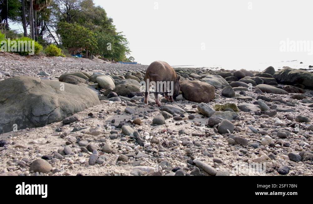 A brown pig turning over rocks on a remote secluded tropical island ...