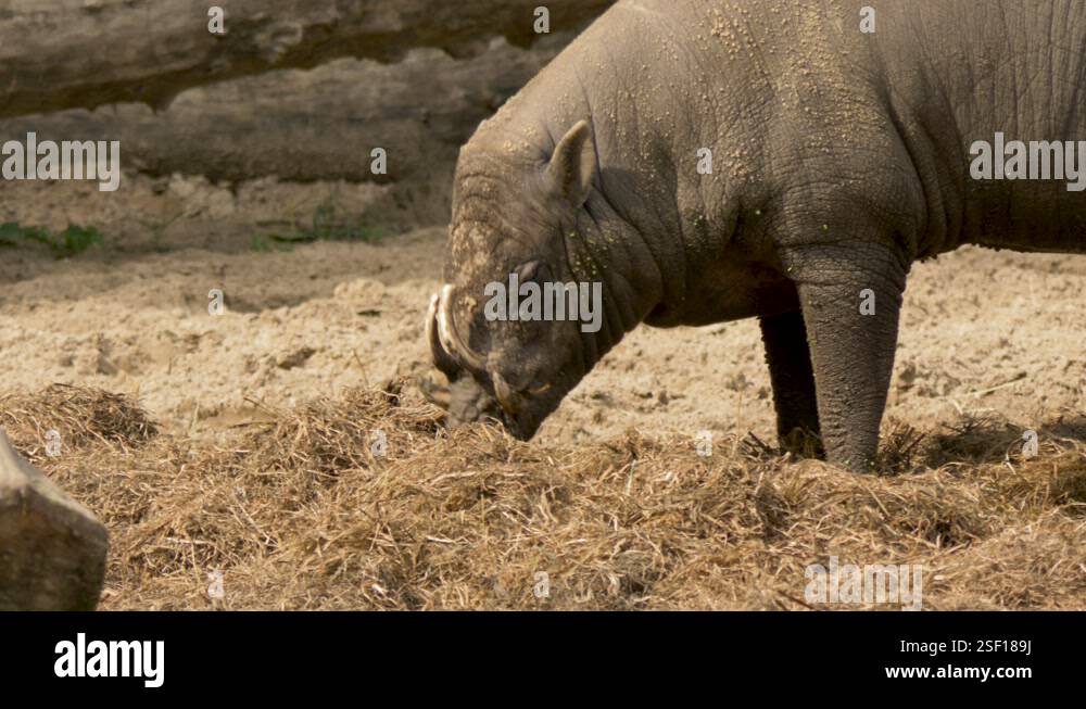 Slow-motion of a north sulawesi babirusa with large tusks in Indonesia ...