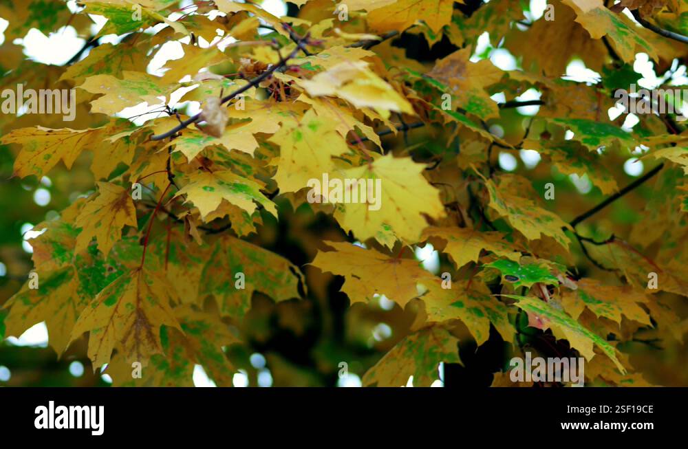 Autumn time. Yellow and orange dry leaves on a maple tree sway in gentle breeze Stock Video ...