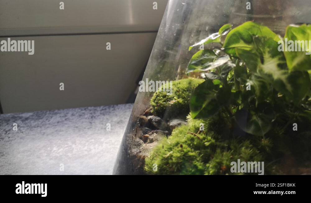 Miniature ecosystem Stock Videos & Footage - HD and 4K Video Clips - Alamy