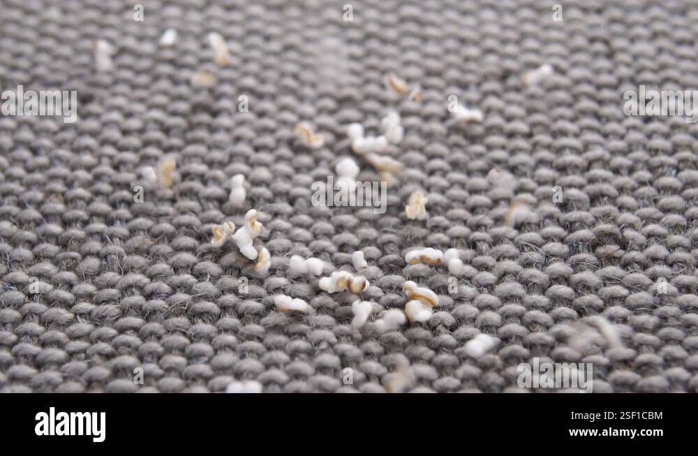 Amaranth popping, puffed grains falling on a rustic rough jute surface ...