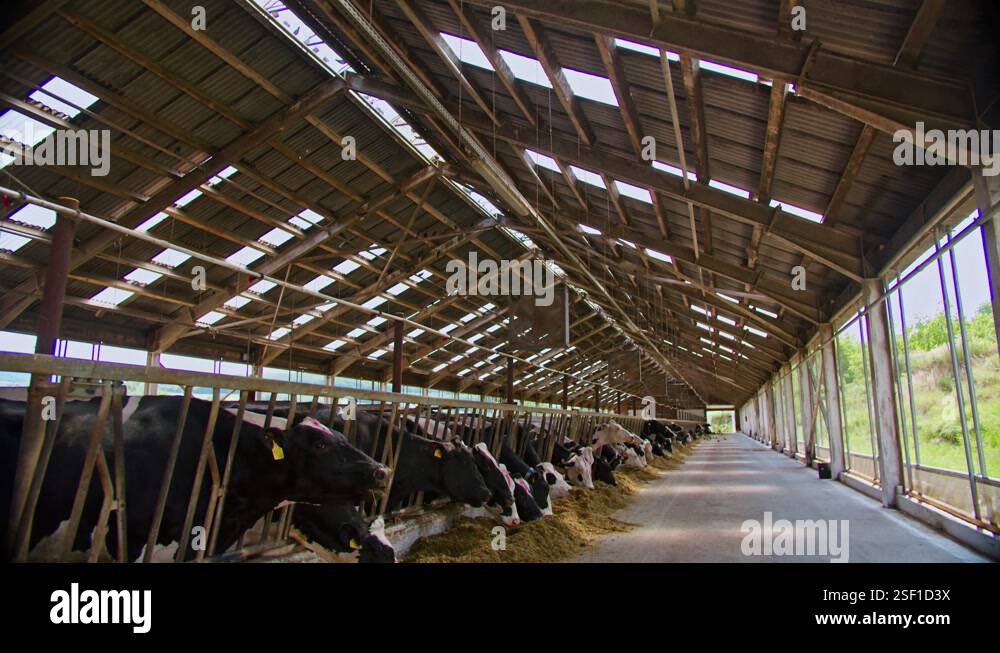 Organic dairy farm. Cows inside the stables. Ecological livestock ranch ...
