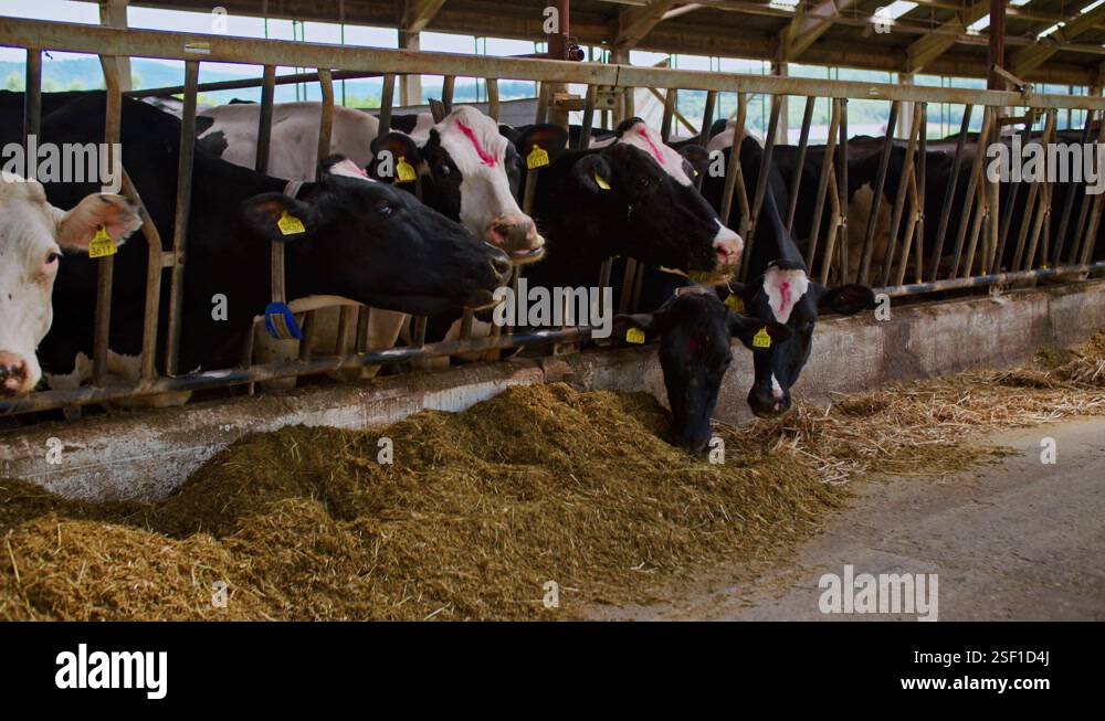 Organic dairy farm. Happy healthy cows inside the stables, feeding ...