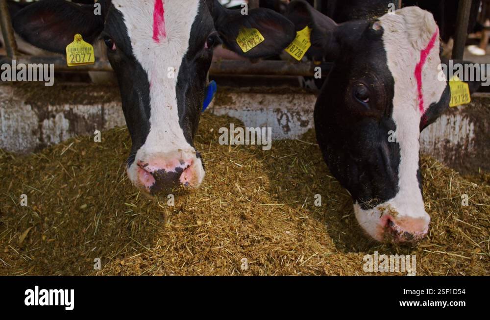 Organic dairy farm. Happy healthy cows inside the stables, feeding ...