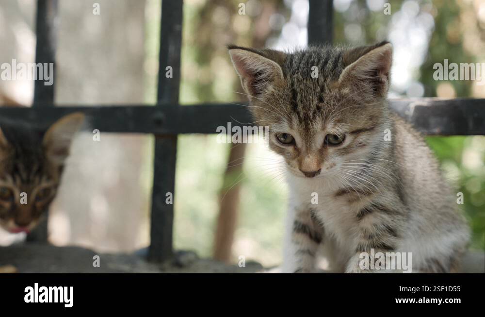 Two homeless kittens are playing under the fence. Concept of stray animals Stock Video Footage ...