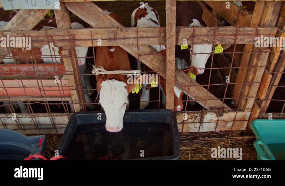 Dairy farm. Young calf drinking water in the stables Stock Video ...