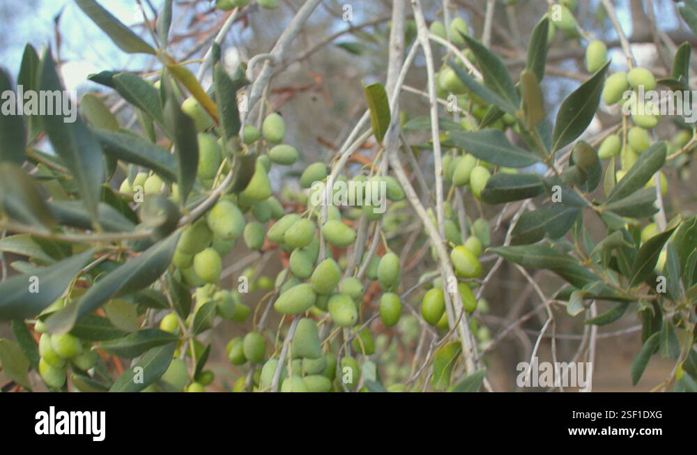 While olives are edible straight from the tree, they are intensely ...