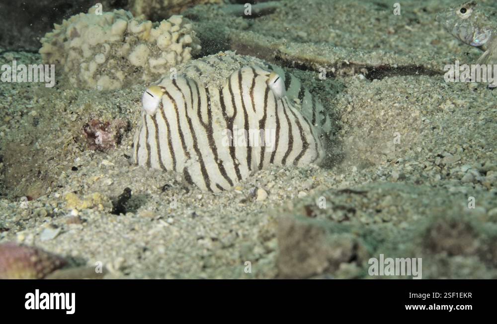 Sepioloidea lineolata Striped Pyjama Squid bitten by fish burying ...