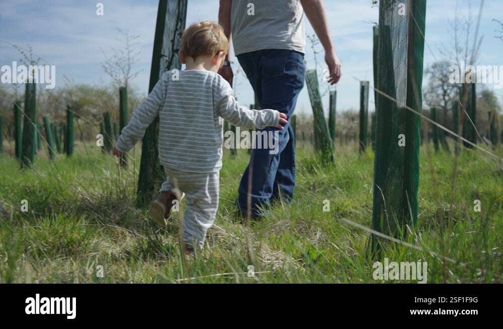 Toddler boy follows dad through field of trees, father walks in front ...