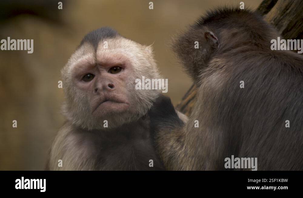 Two Weeper Capuchin (Cebus olivaceus) monkeys grooming each other ...