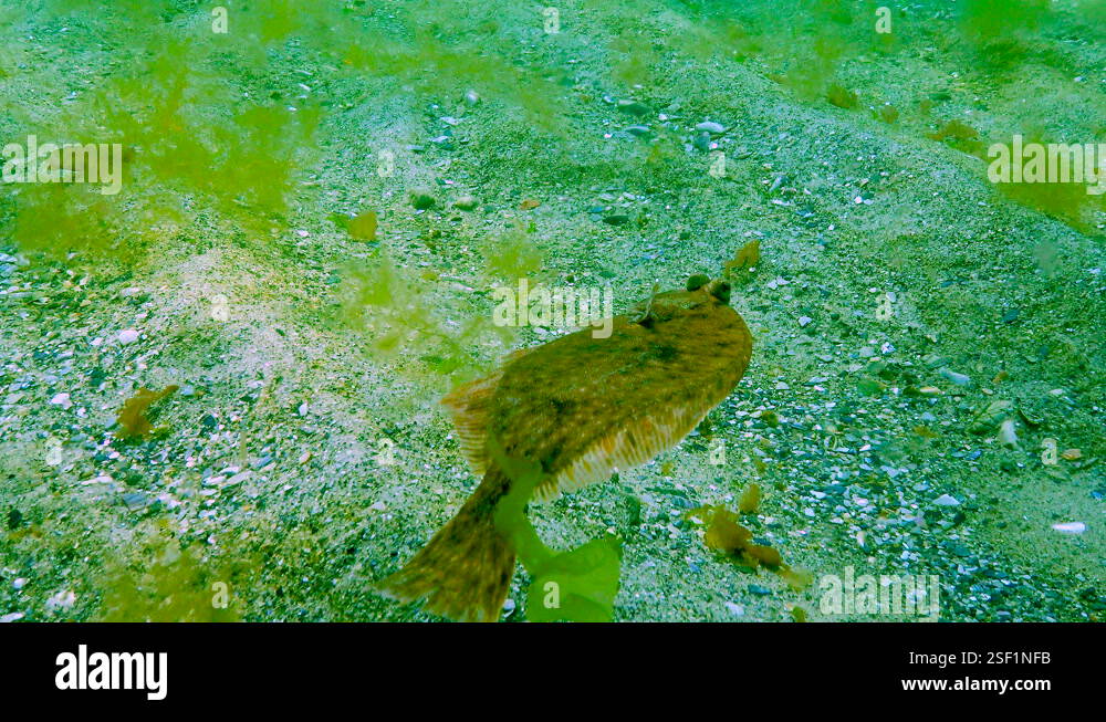 Black Sea, European flounder (Platichthys flesus luscus) floats in the ...