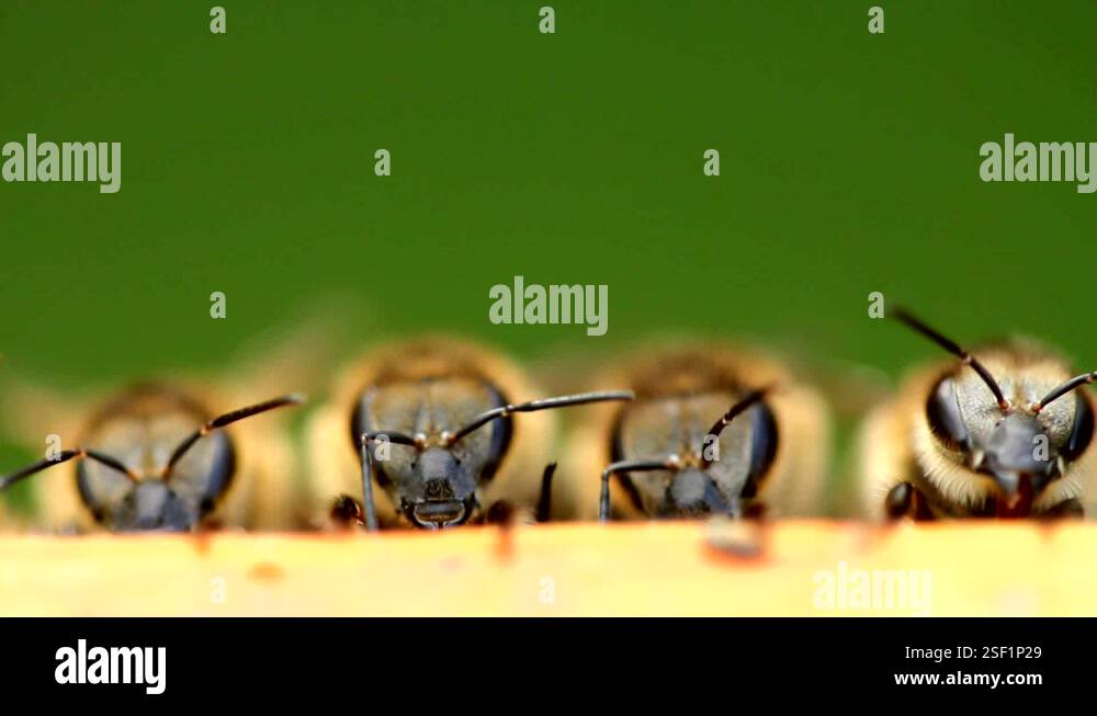It is we, the new generation of bees Stock Video Footage - Alamy