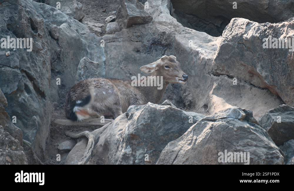 A young individual chewing its cud while resting in the rocks, also ...