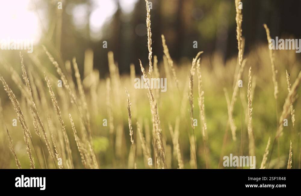 Reeds Sway On Wind And Sun Rays.Wild Grass Sway From Wind On Nature ...