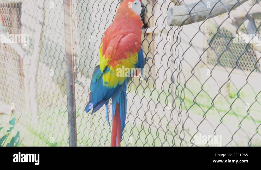 Scarlet Macaw (Ara Macao) Using his Beak to move on Woven Wire Cage At ...