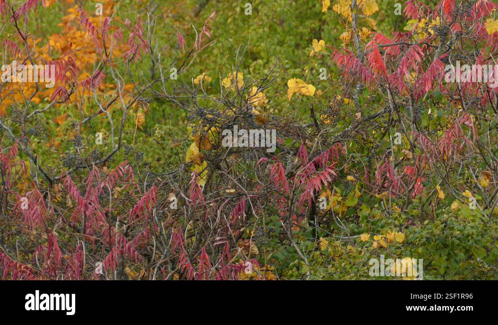 Passerine Bird Flying Through Autumnal Trees In The Forest. static ...