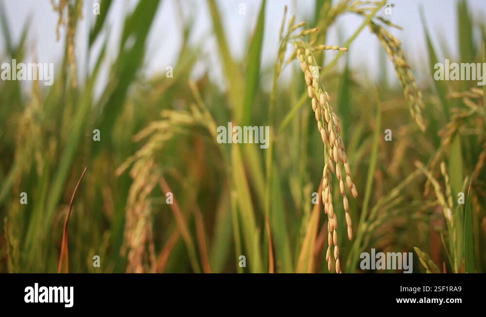 organic Rice farming in india. Closeup paddy rice with green nature ...