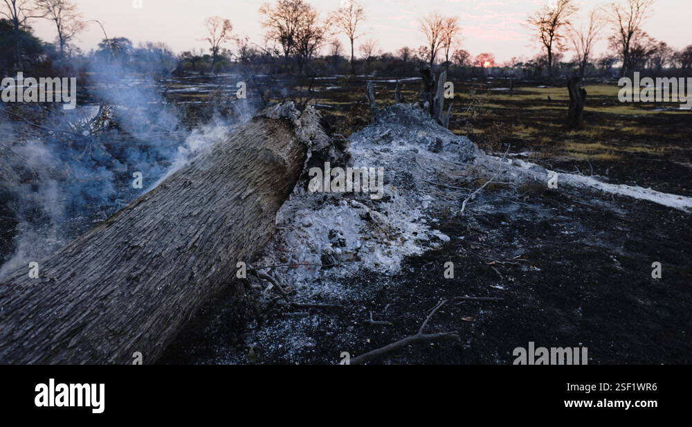 Climate emergency.Climate change. close-up smouldering trees, drought ...