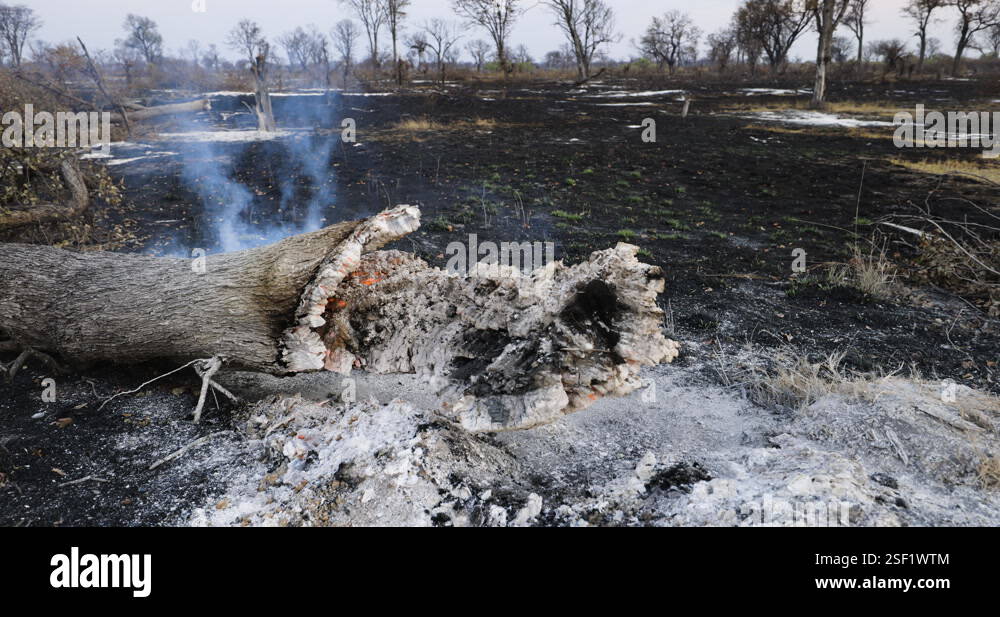 Climate emergency.Climate change. close-up smouldering trees, drought ...