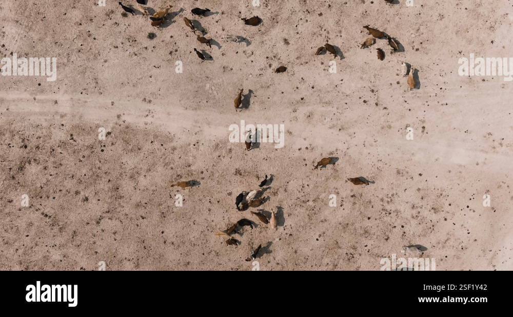 Straight down high aerial view of thin cattle in search of food and ...