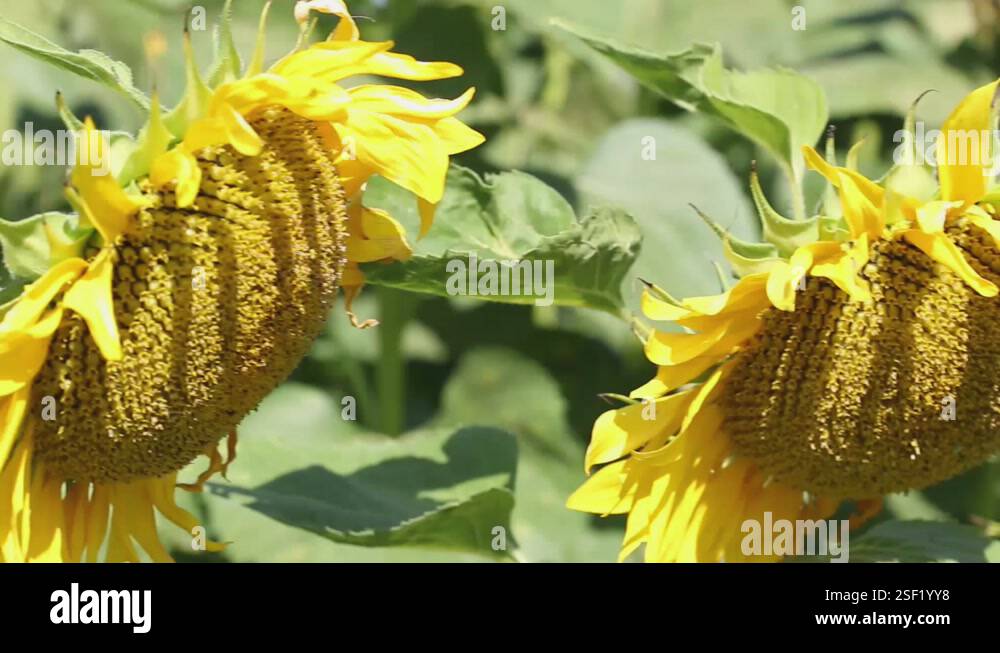 Human face close up Stock Videos & Footage - HD and 4K Video Clips - Alamy