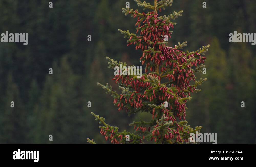 Pine trees and pine cones in autumn rack focus close up Stock Video ...