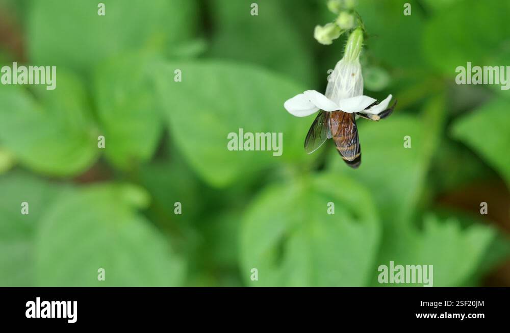 Two Giant honey bee seeking nectar on white Chinese violet blossom ...