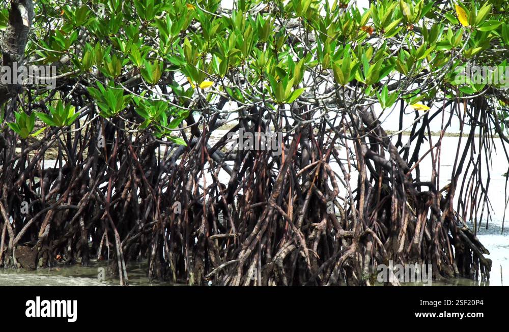 mangrove tree on seaside or coastal Stock Video Footage - Alamy