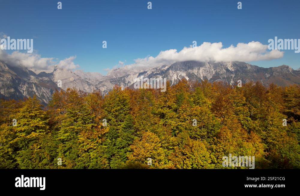 Tall trees with colorful leaves and the high Alps mountain in ...