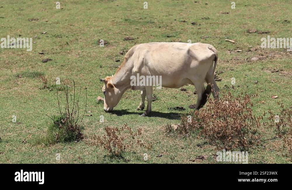 Cows roam and graze in green pastures and in the plains Stock Video ...