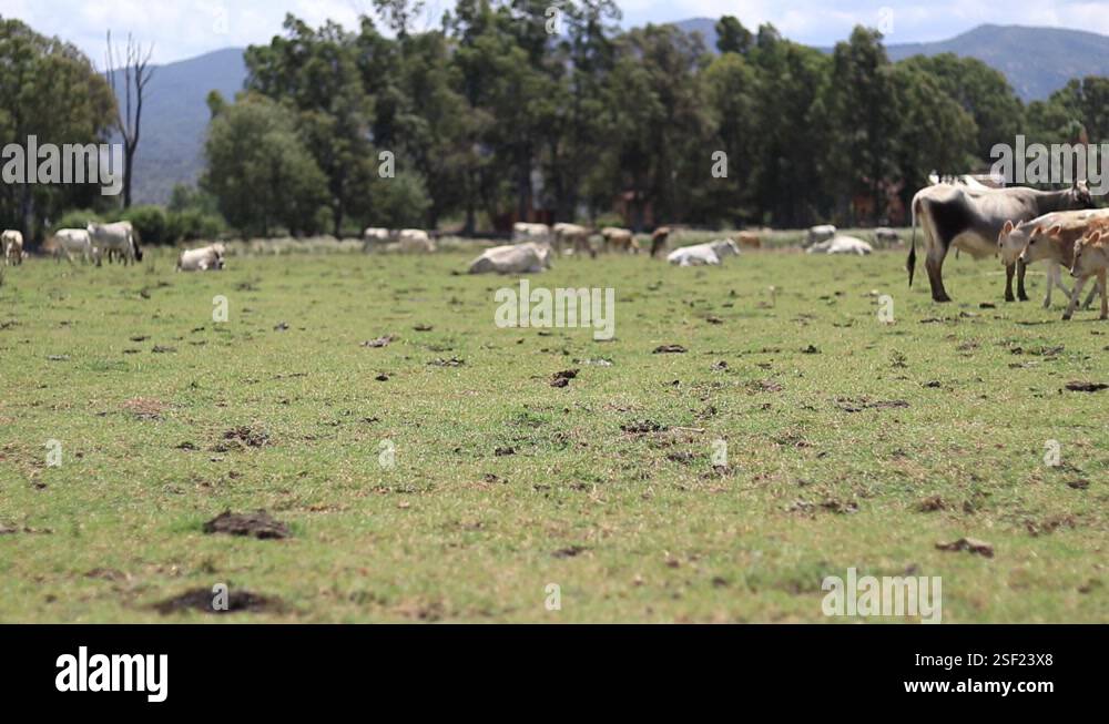 Cows roam and graze in green pastures and in the plains Stock Video ...