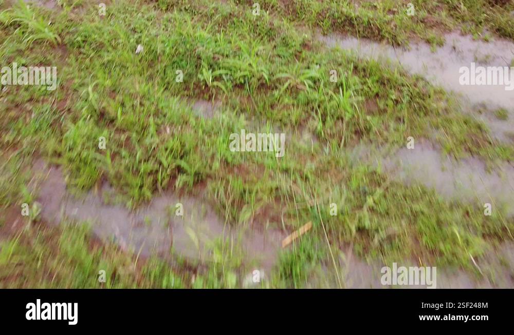 Waterlogged grass Stock Videos & Footage - HD and 4K Video Clips - Alamy